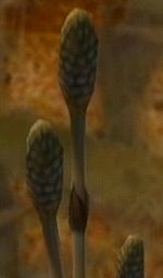 Horsetail - Pikipedia, the Pikmin wiki