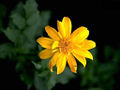 Creeping Chrysanthemum - Pikipedia, the Pikmin wiki