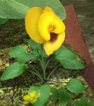 Category:Garden of Hope images - Pikipedia, the Pikmin wiki