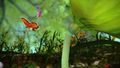 Red Spectralids - Pikipedia, the Pikmin wiki